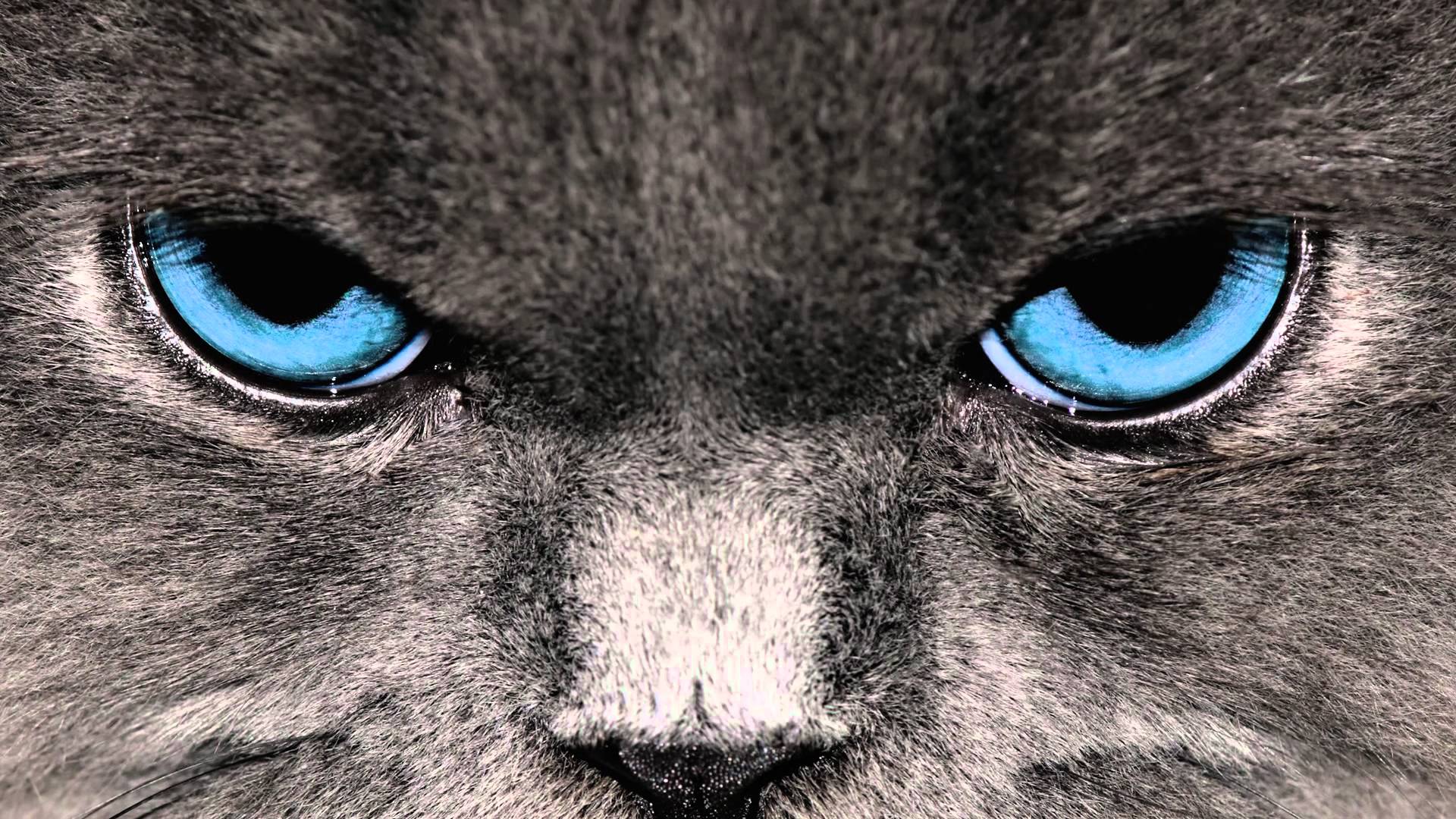 Cats Are The 1% - Comediva