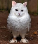 Meme Alert: Meowls - Comediva