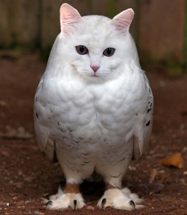 Meme Alert: Meowls - Comediva